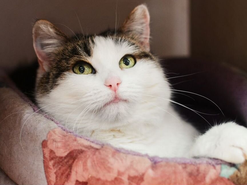 Даффи очень хочет стать домашней