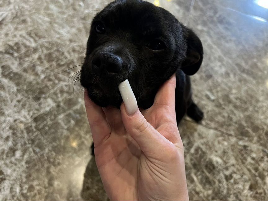 Меня зовут Рей.Ищу добрую семью.Мне 6 месяцев