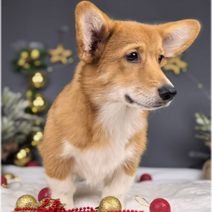 Вельш Корги Пемброк, щенок