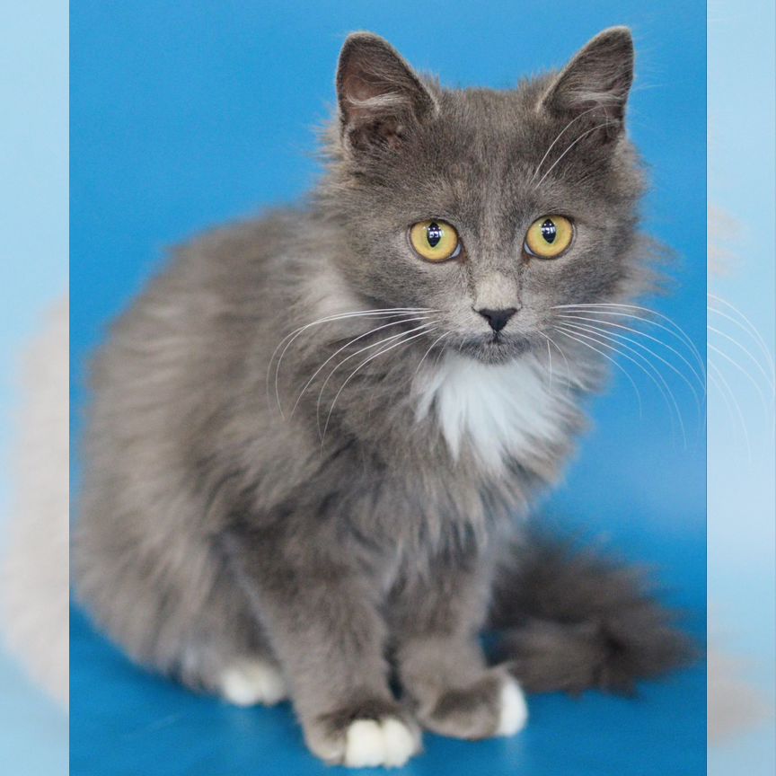 Нибелунг котёнок