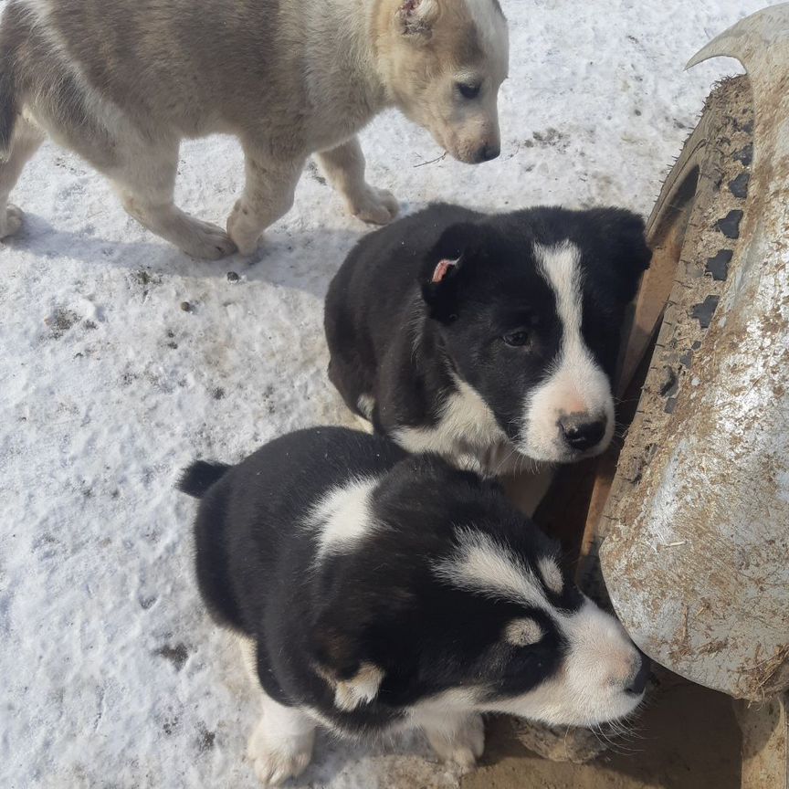 Щенки сао алабай