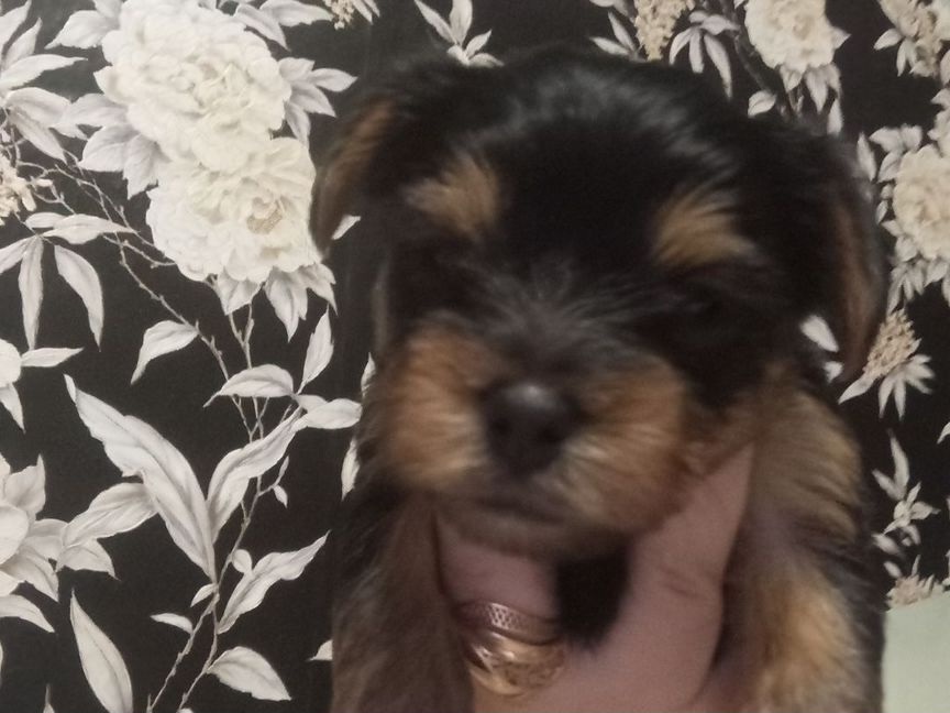 Йоркширский терьер щенки стандарт