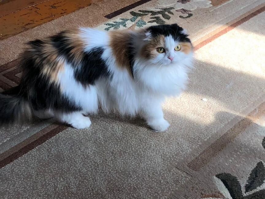 Кошки в добрые руки породистые