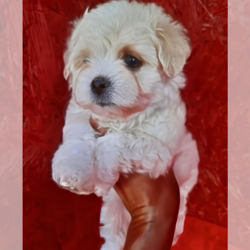 Мальтийская болонка, щенок