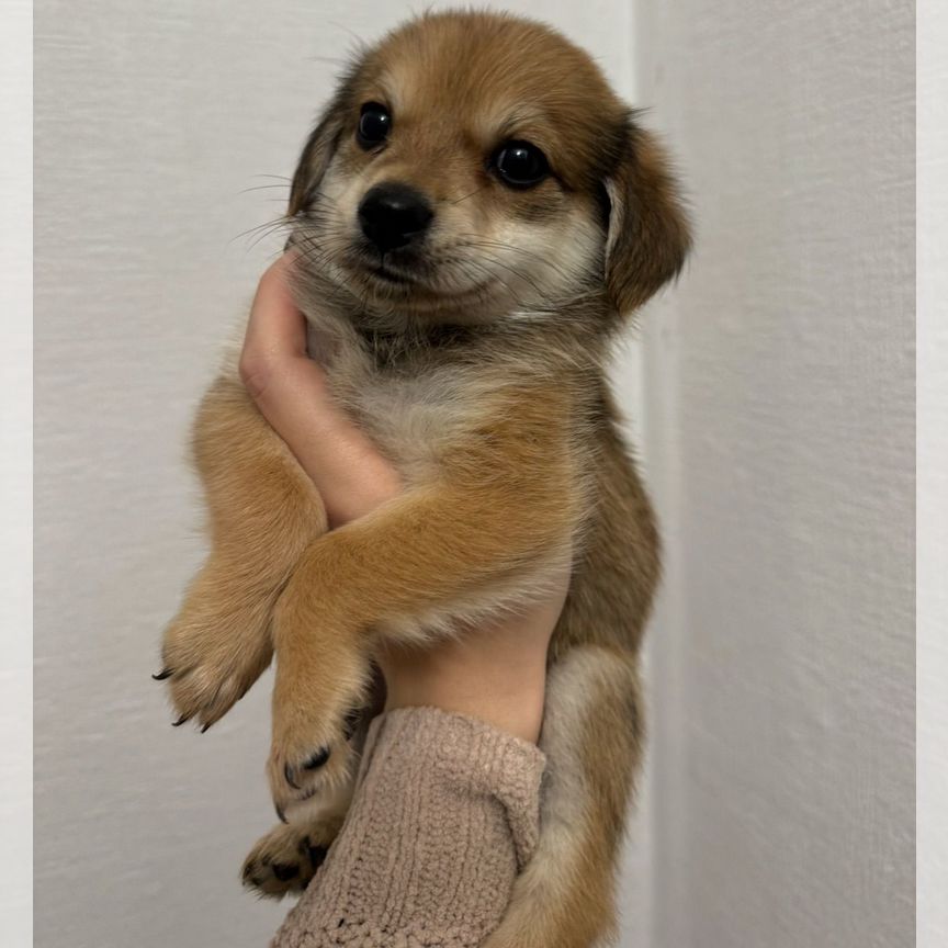 Померанский шпиц, щенок