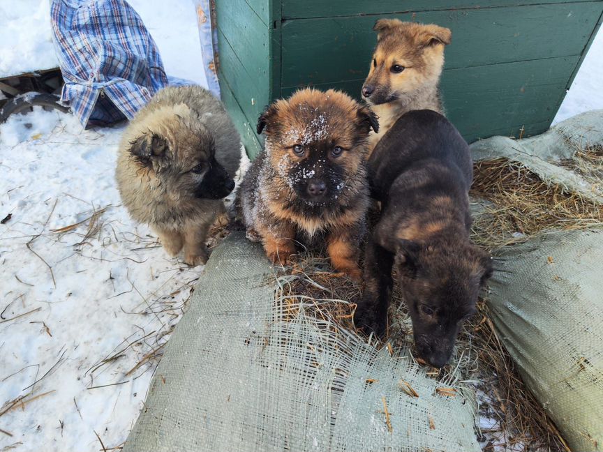 Щенки бесплатно в добрую семью