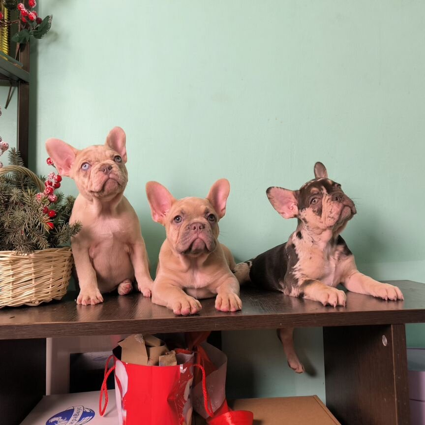 Французский бульдог щенки девочки