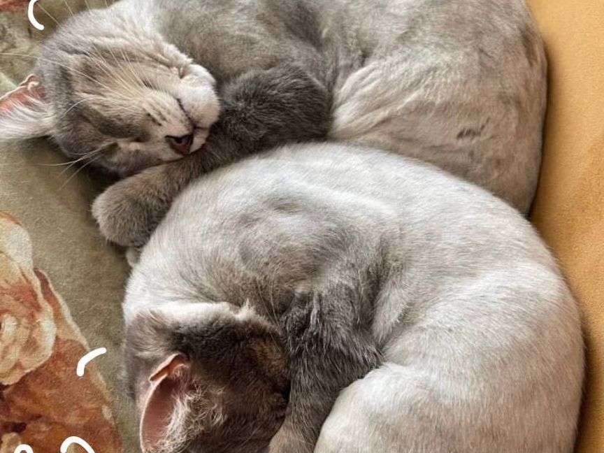 Домашние животные кошки