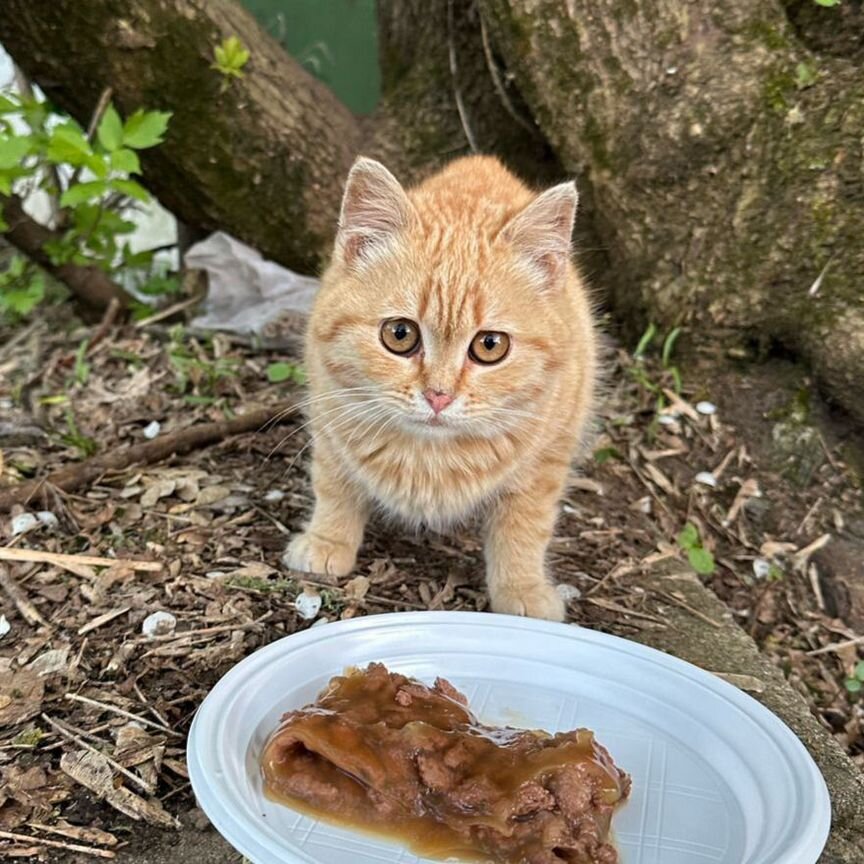 Лесные котята