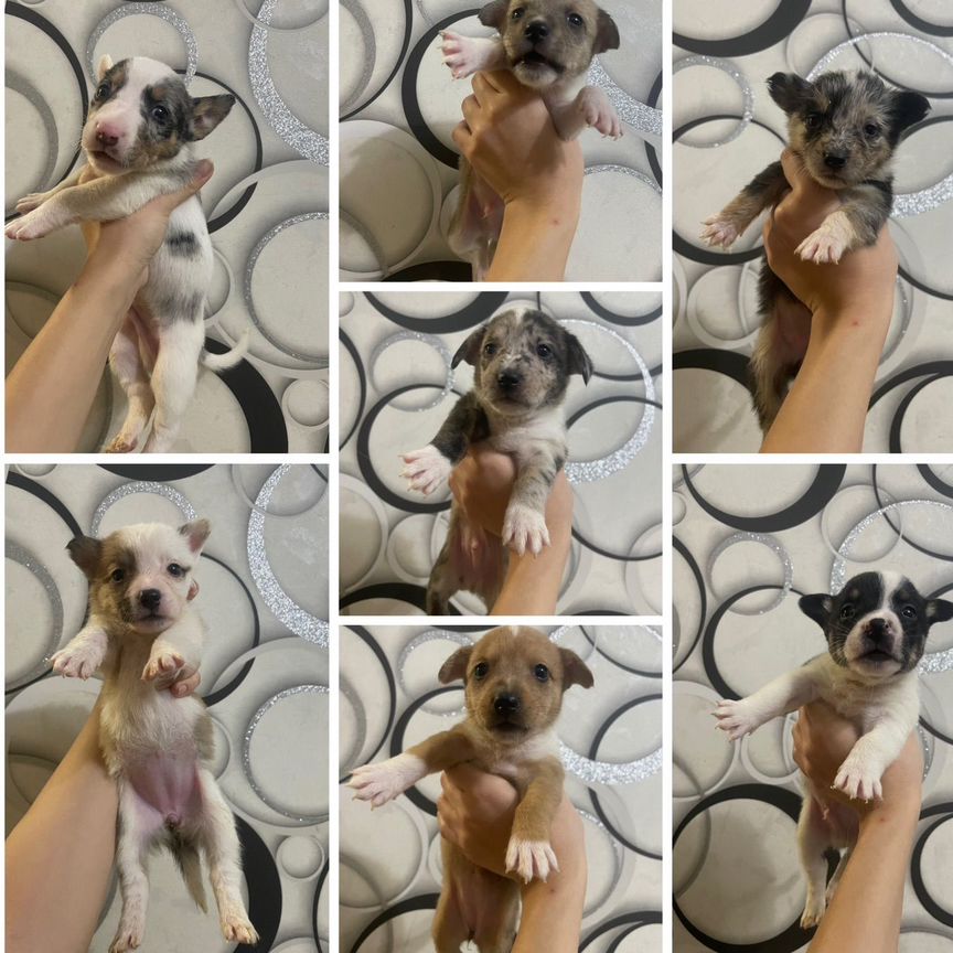 Шелти, щенок