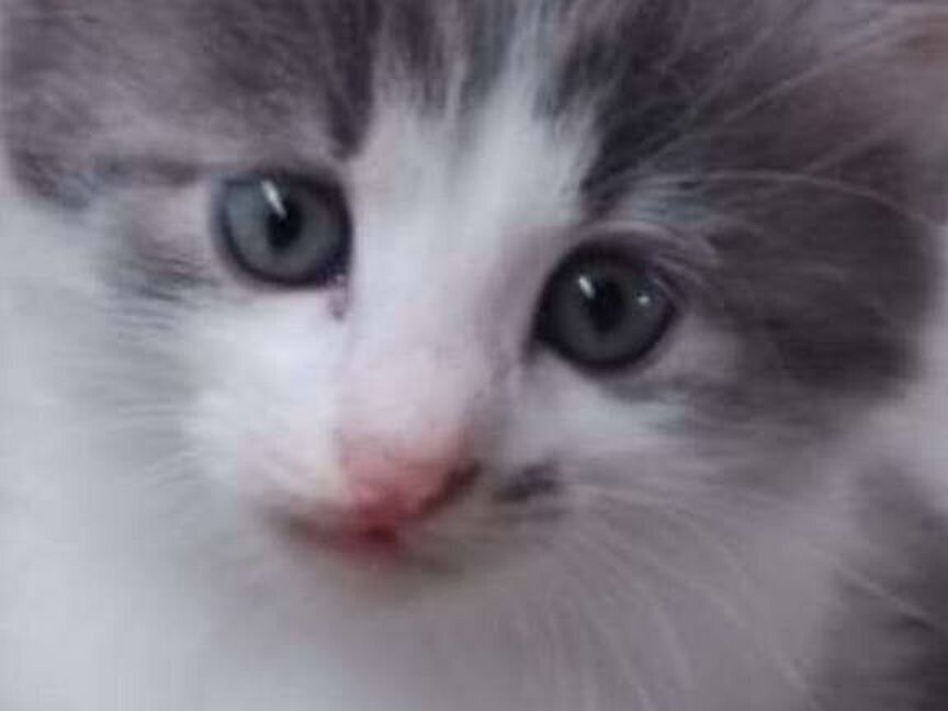 Кошка в дар бесплатно