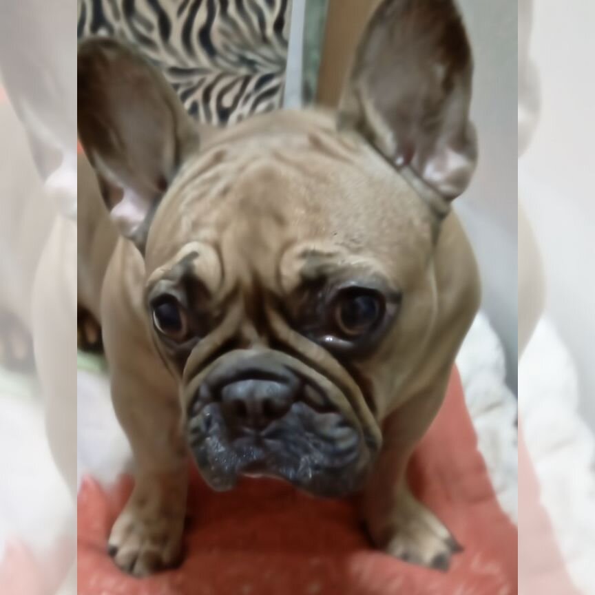 Французский бульдог, взрослая собака