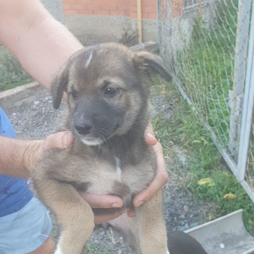 Отдам в добрые руки