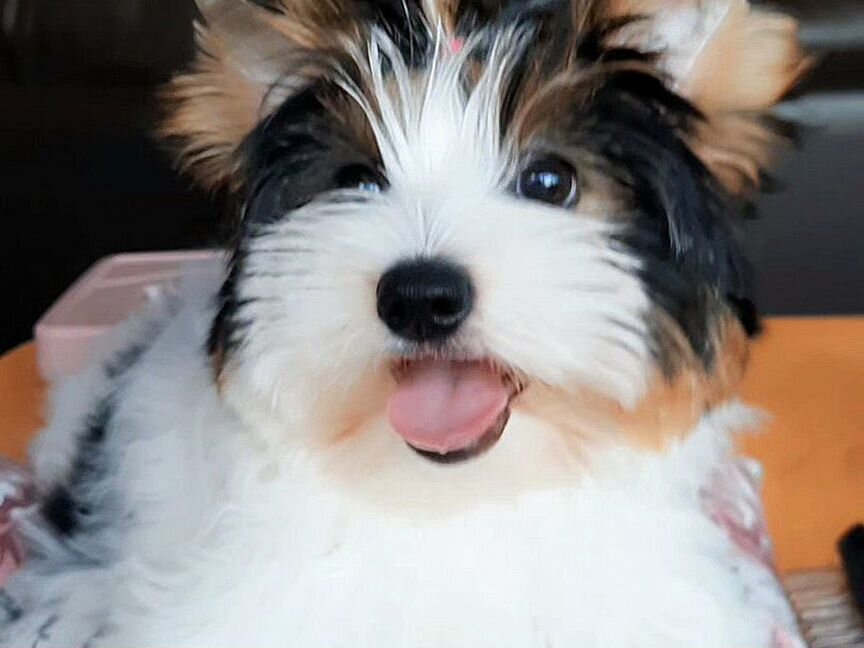 Девчушка бивера