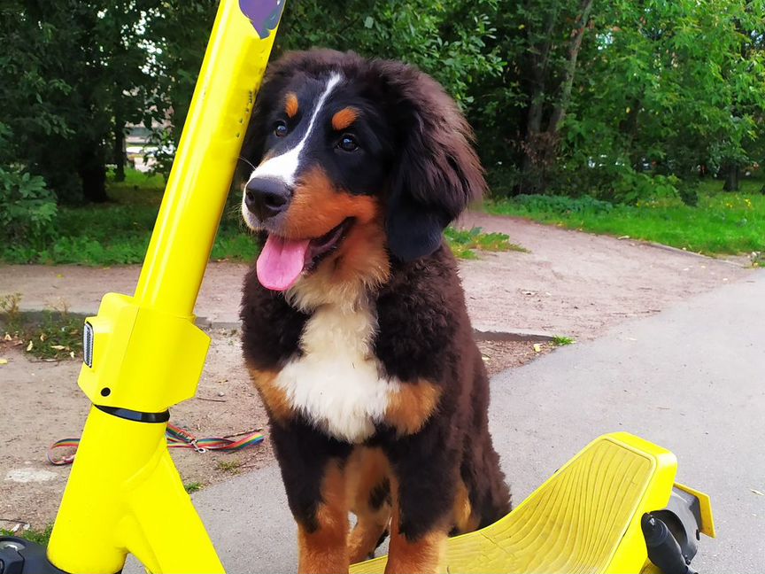 Щенки бернский зенненхунд