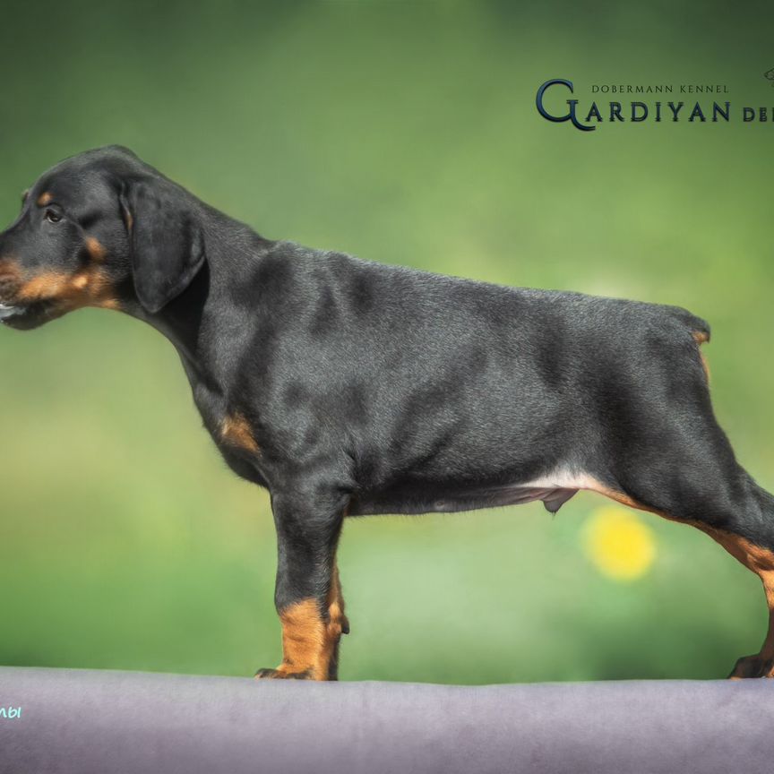 Крутой щенок из питомника