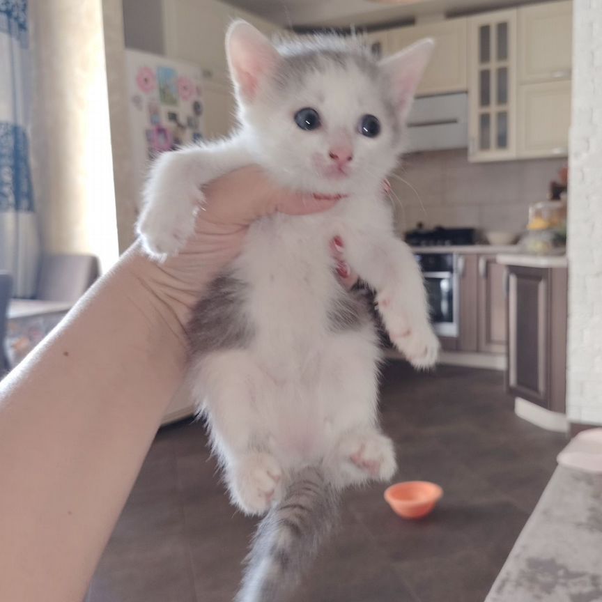 Отдам котенка в добрые руки