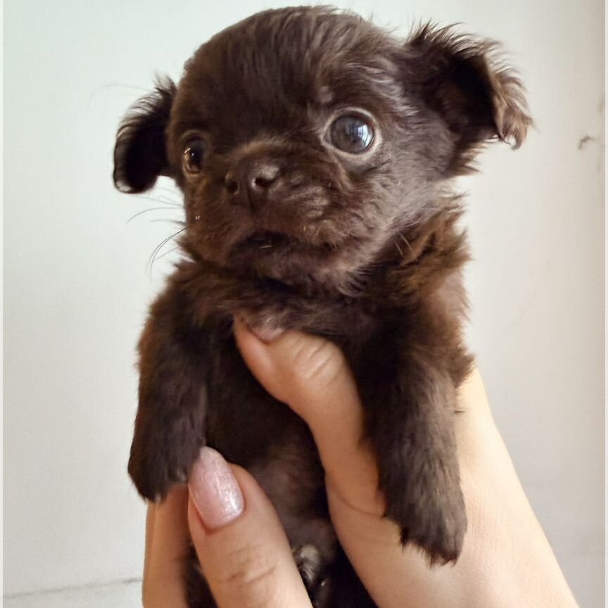 Чихуахуа, щенок