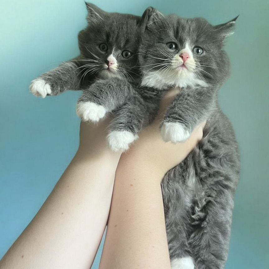 Шотландский прямоухий длинношёрстный котёнок