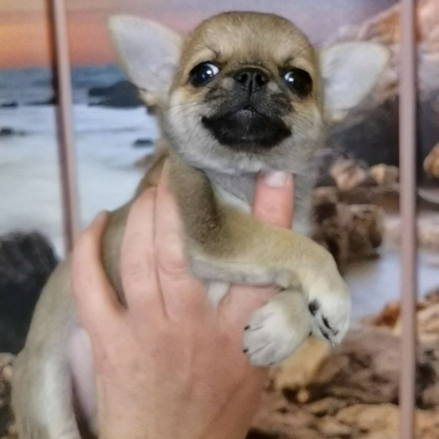 Чихуахуа мальчик