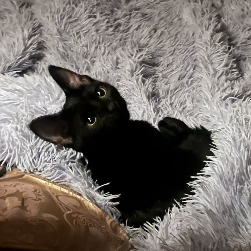 Черный котик с белым пятнышком