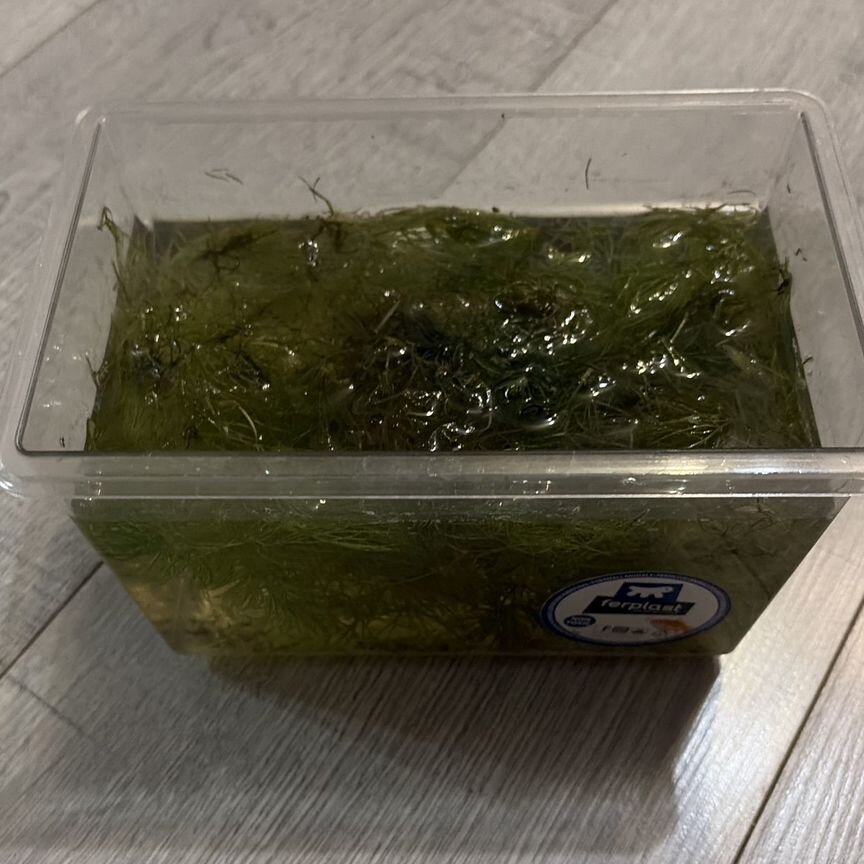 Отдам водоросли