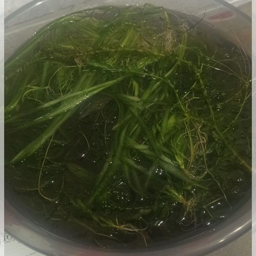 Аквариумные растения прополка