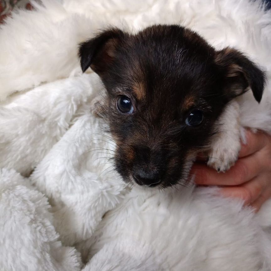 Отдам щенка