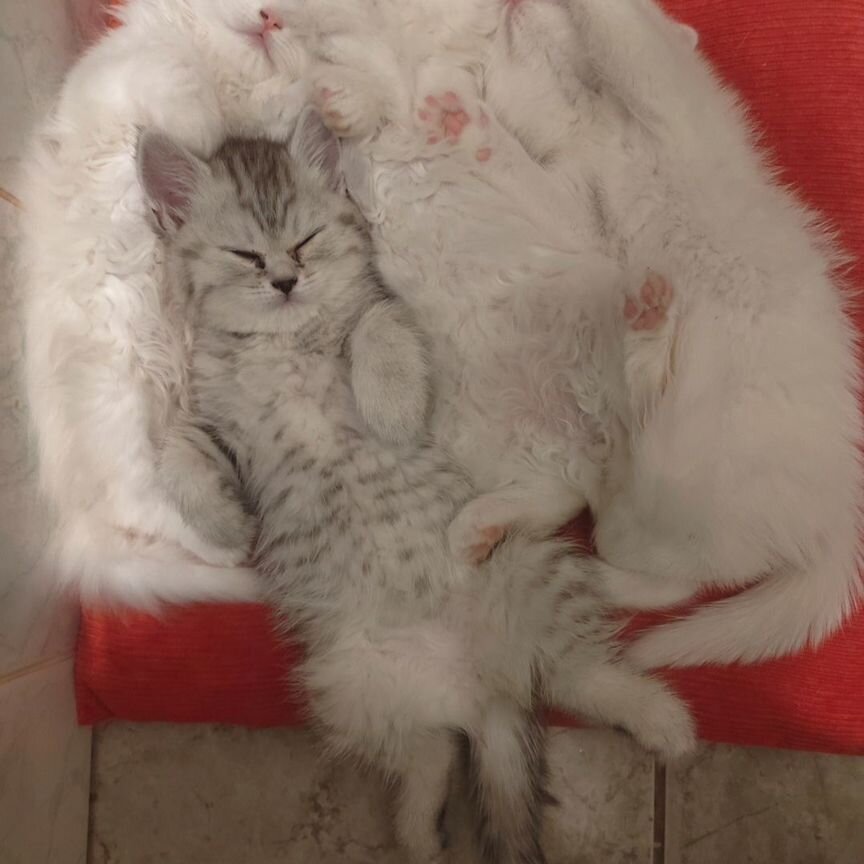 Продам кошечку
