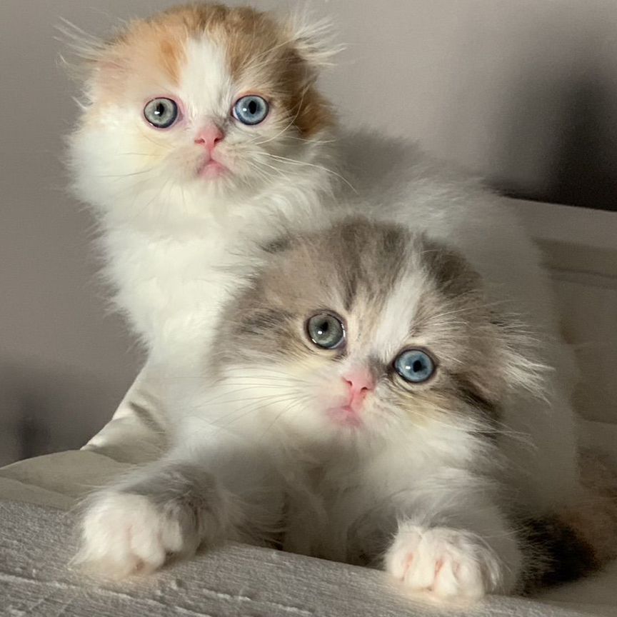 Эксклюзивные котята Хайленд фолд