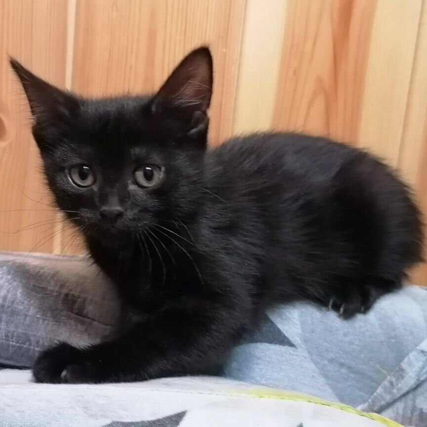 Самая ласковая кошечка