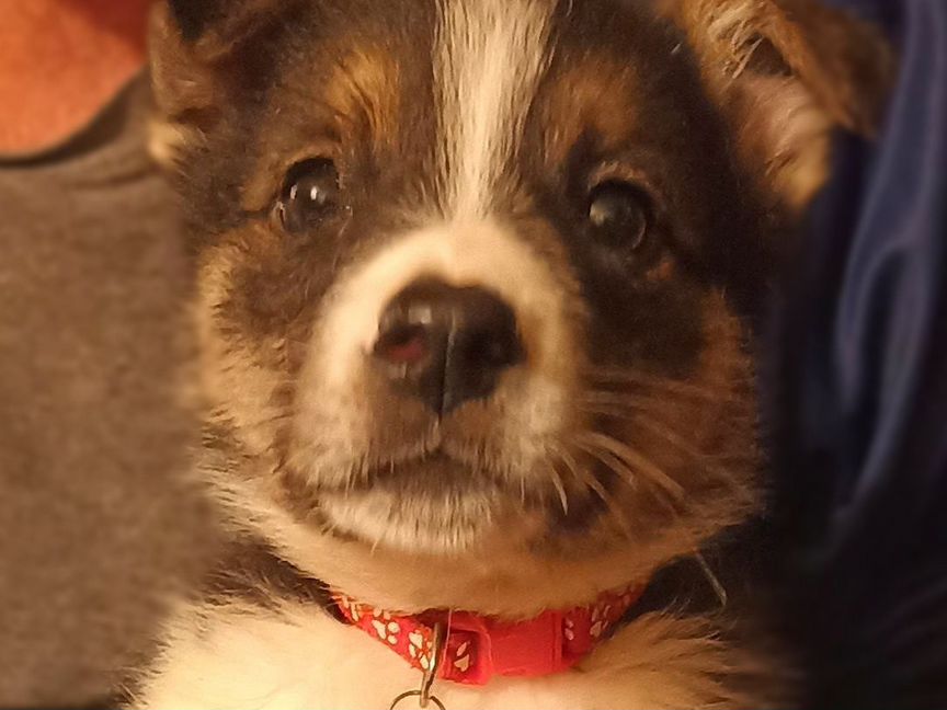 Щенок в добрые руки бесплатно