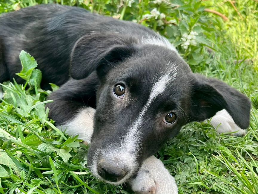 Щенок Сырок