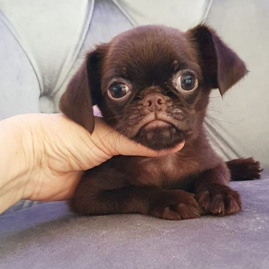 Щенки пти брабансона