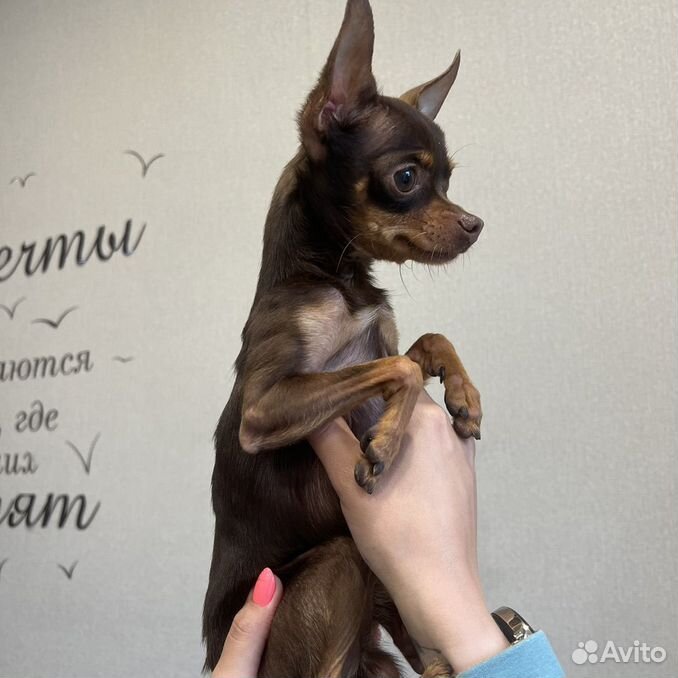 Мини той-терьер вязка