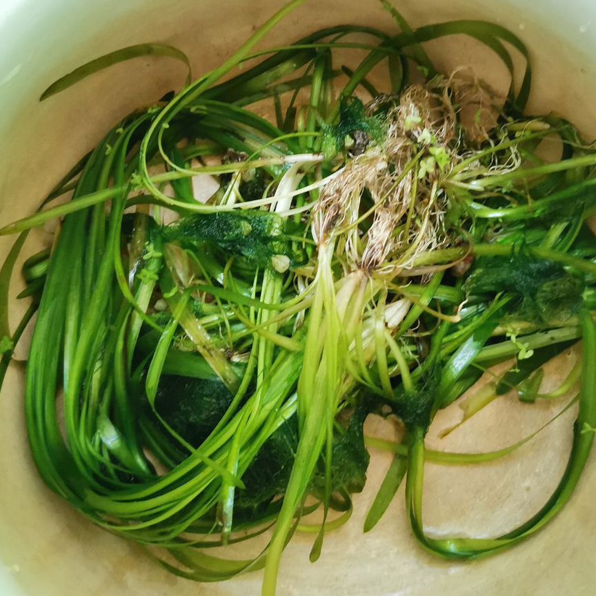 Аквариумные растения обменяю