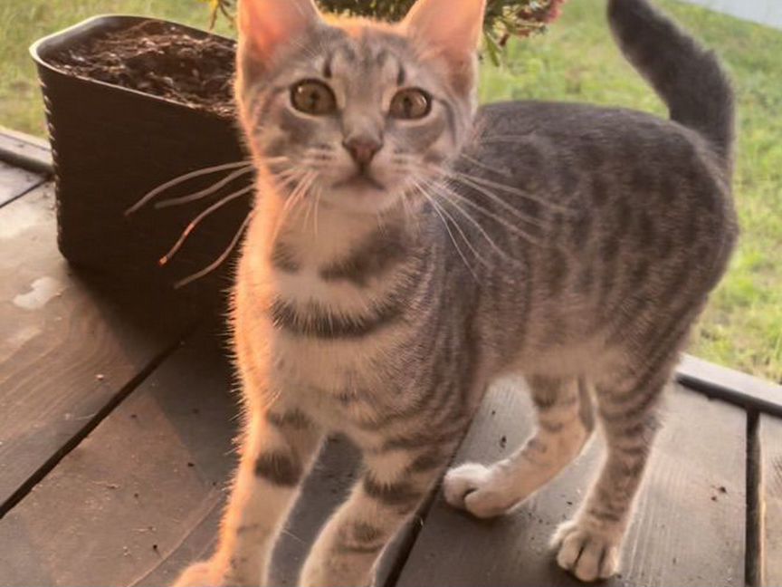 Котенок мальчик бесплатно в добрые руки