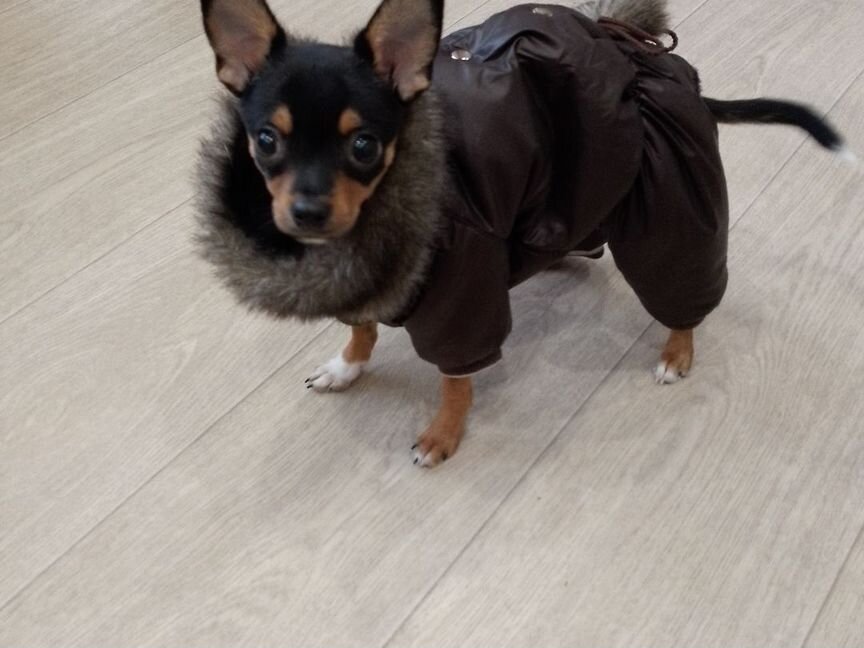 Чихуахуа мини