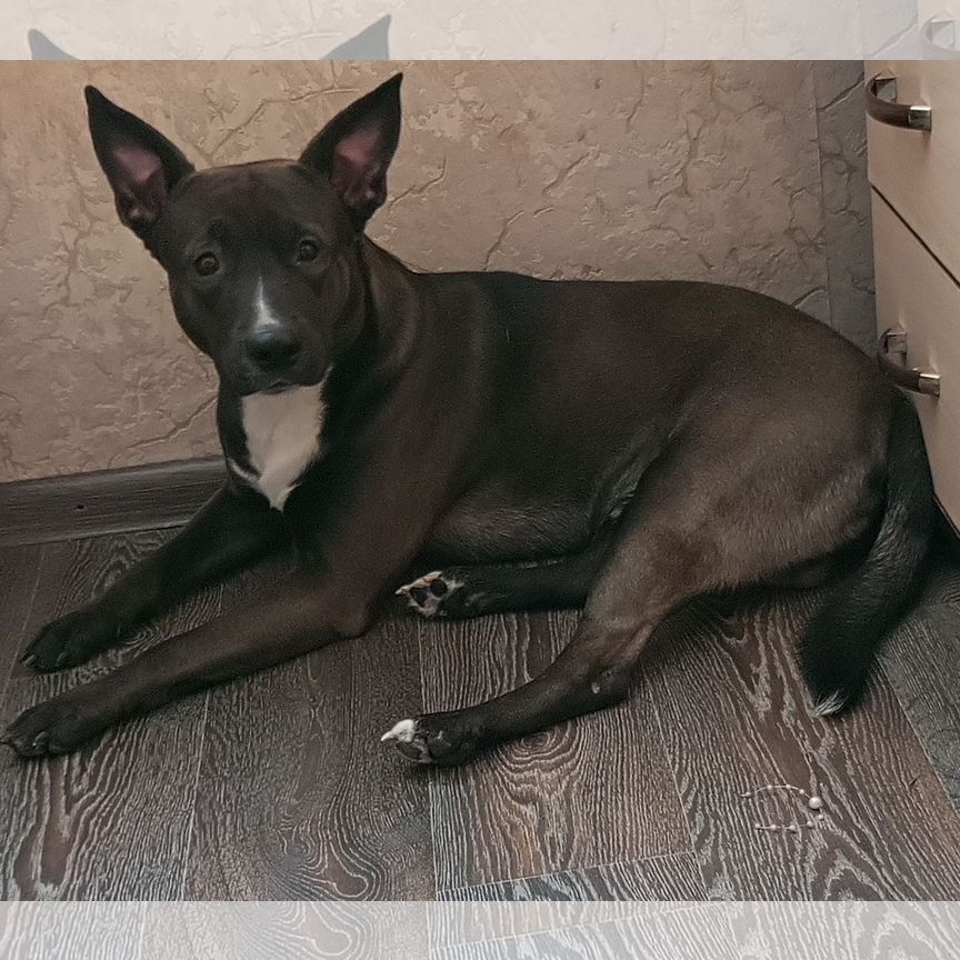 Американский стаффордширский терьер, взрослый пёс