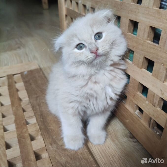 Глаша ищет дом