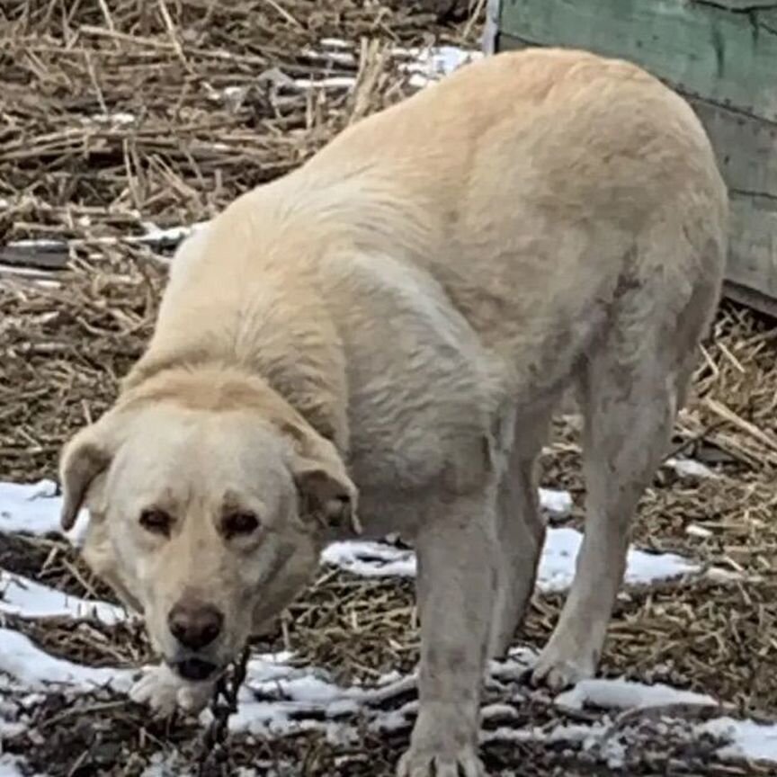 Лабрадор-ретривер, взрослый пёс