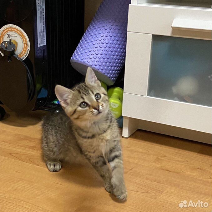 Котята для души