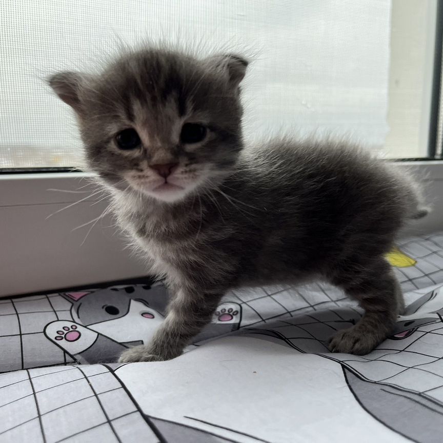 Отдадим малышку в добрые руки