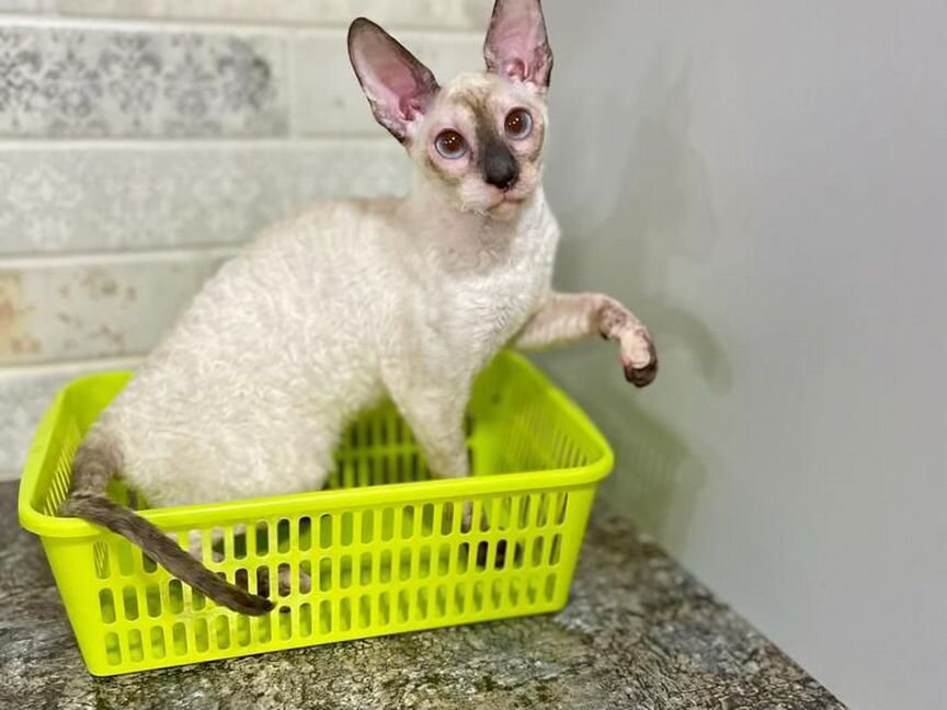 Мягкая игрушка