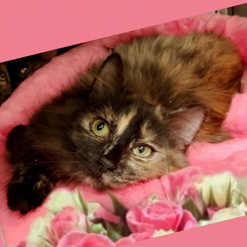 Котята без дома живут в клетках