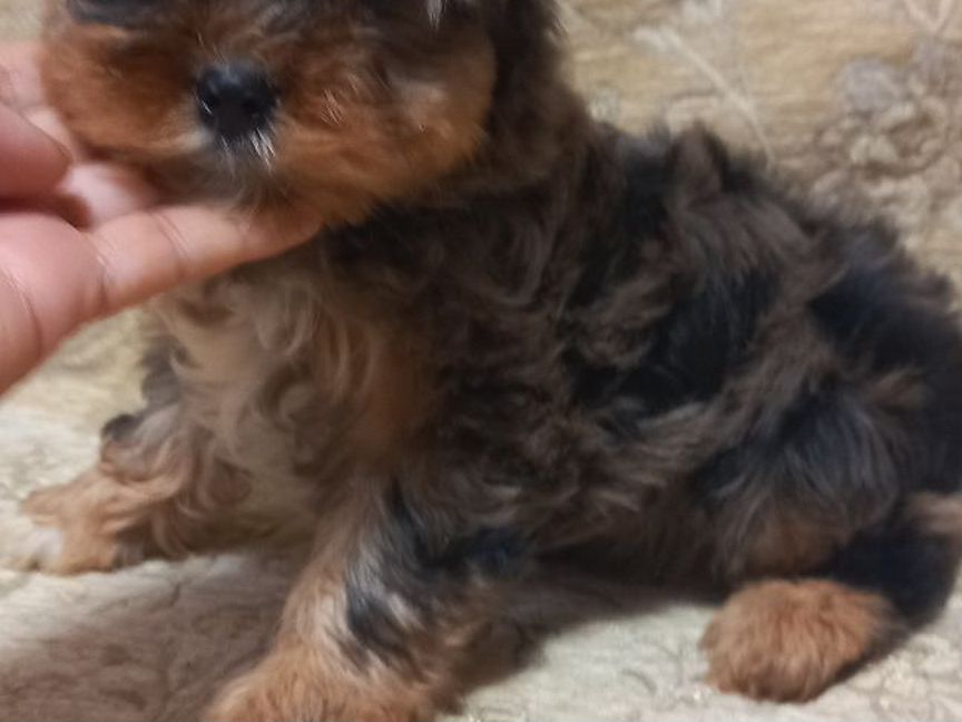 Чудо мальчики