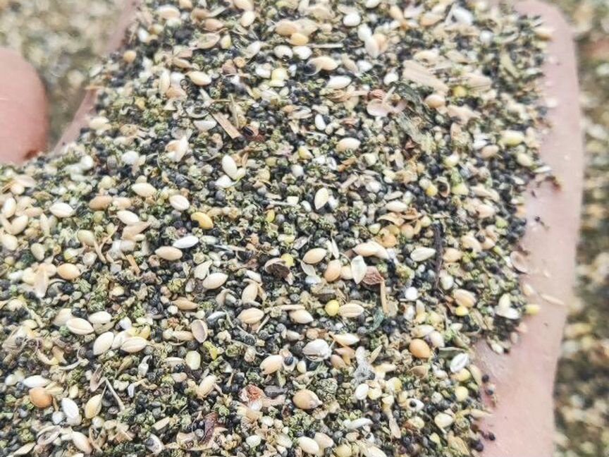 Семена разных трав