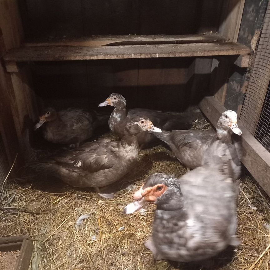 Семья мускусные утки шоколадные и лаванда