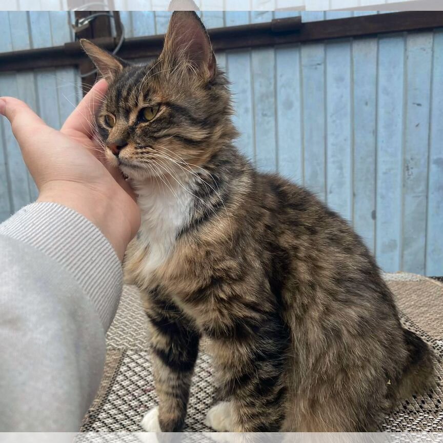 Котик в добрые руки