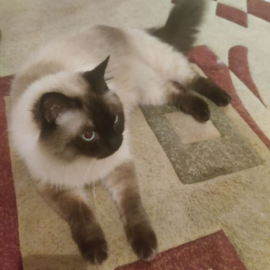 Кот